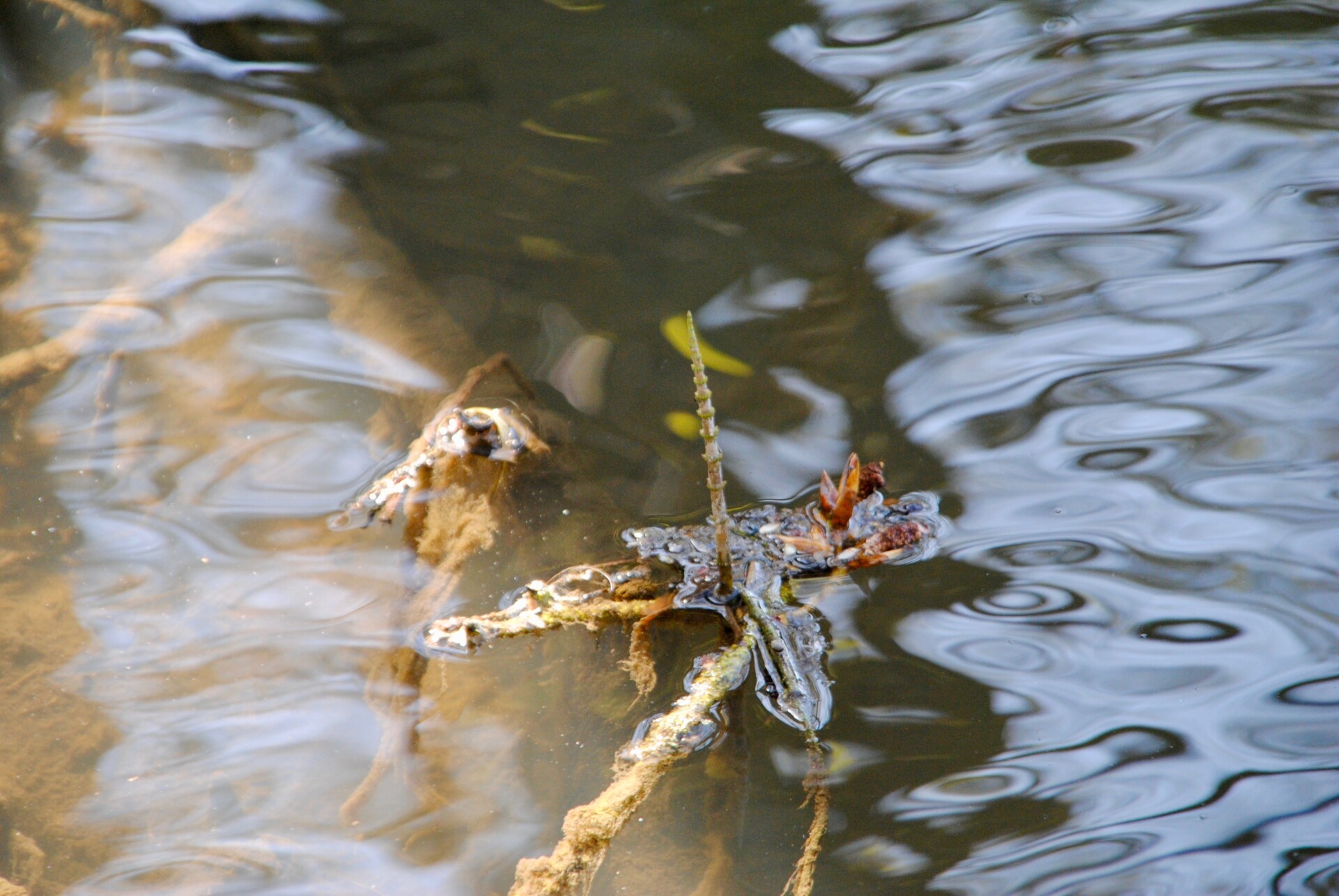 Die Wassernixe – Schafsnase
